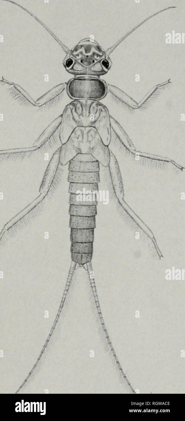 . Bulletin. Natural history; Natural history. which can be accepted as ...