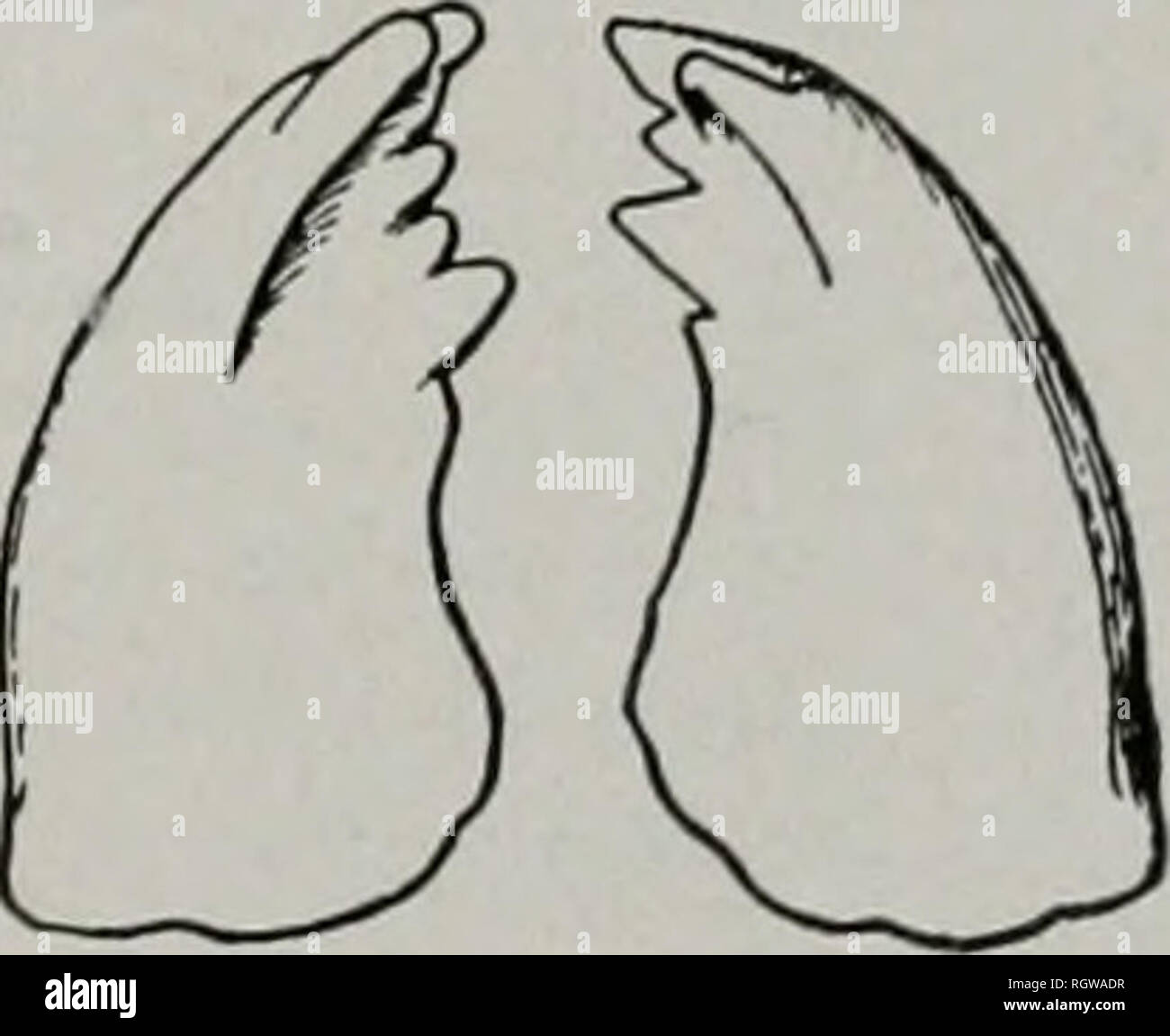 Hydropsychidae hi-res stock photography and images - Alamy