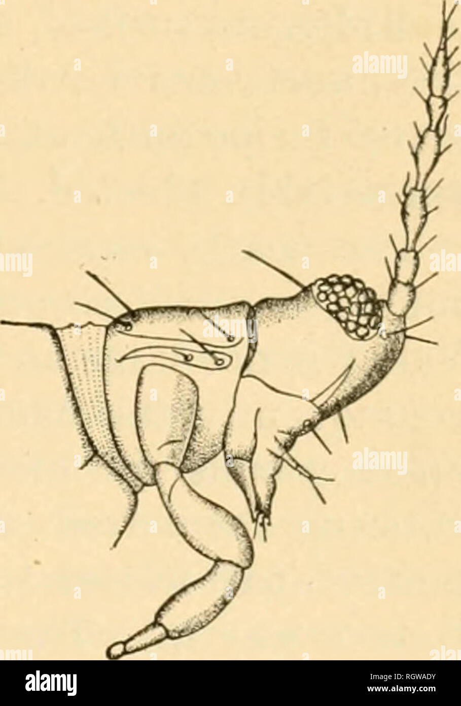 . Bulletin. Insects; Insect pests; Entomology; Insects; Insect pests ...