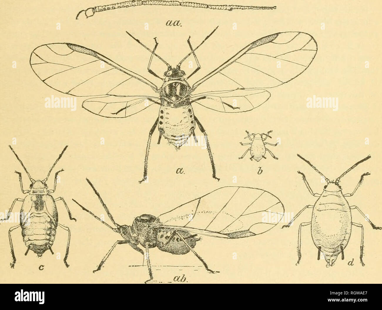 Cassia occidentalis hi-res stock photography and images - Alamy
