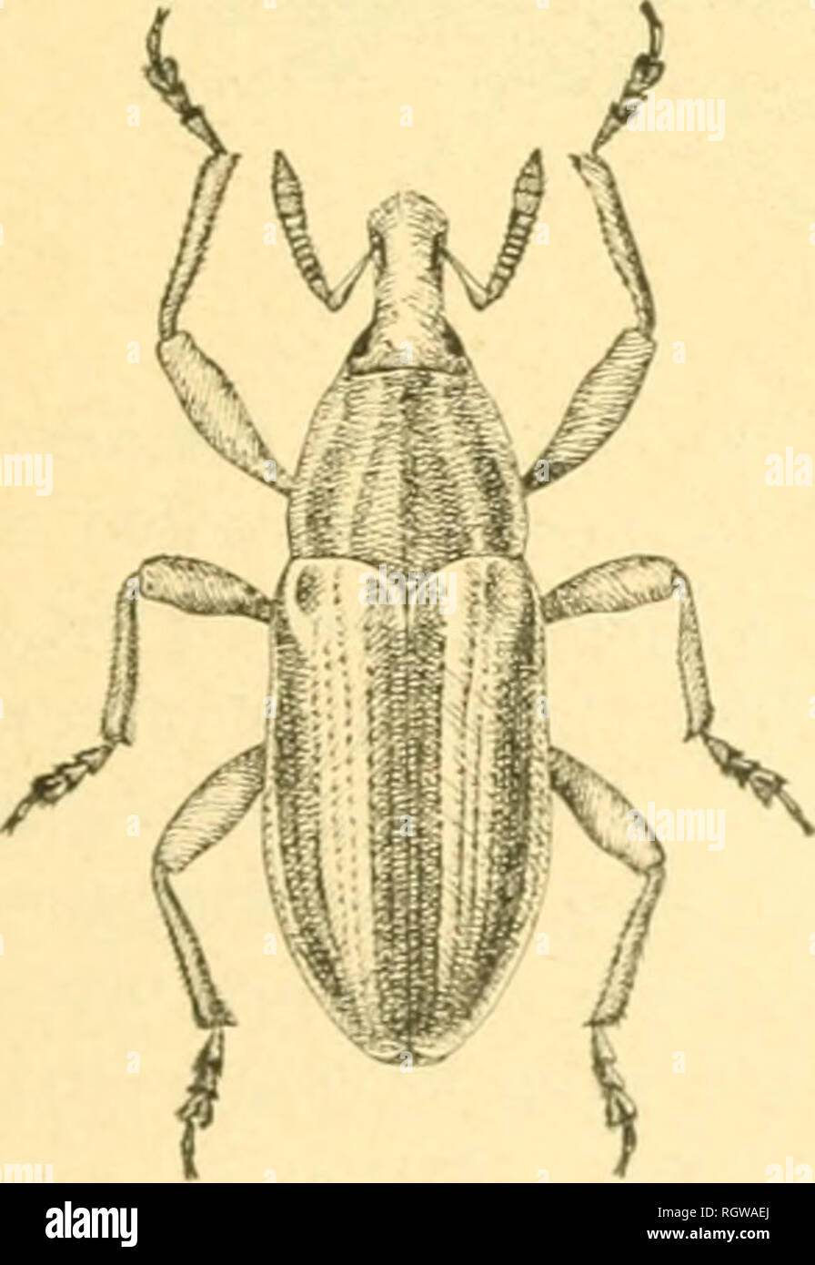 Claspers at the tip of his abdomen hi-res stock photography and images ...