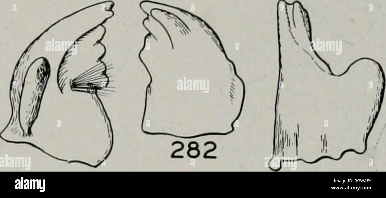 Hydropsyche hi-res stock photography and images - Alamy