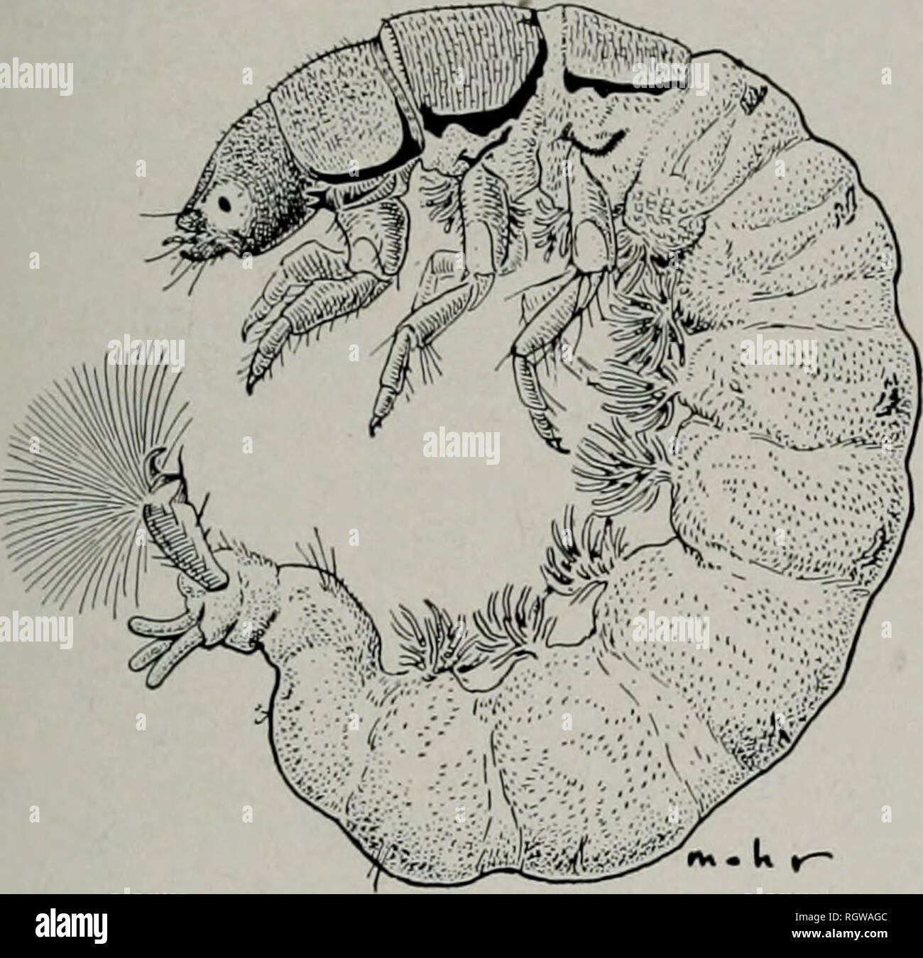 . Bulletin. Natural history; Natural history. August, 1944 Ross: Caddis ...