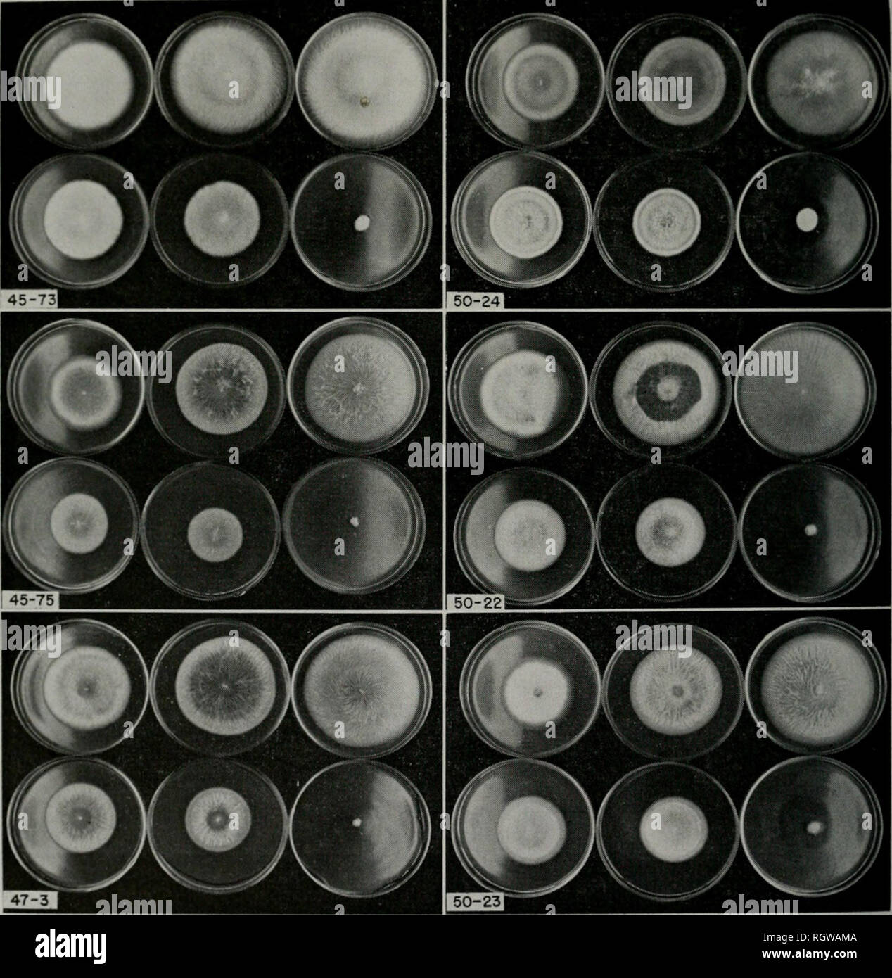 Agar Slant Culture High Resolution Stock Photography and Images - Alamy