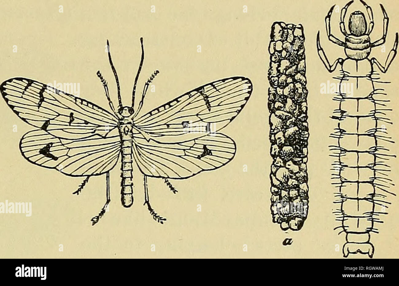 Book lice hi-res stock photography and images - Alamy