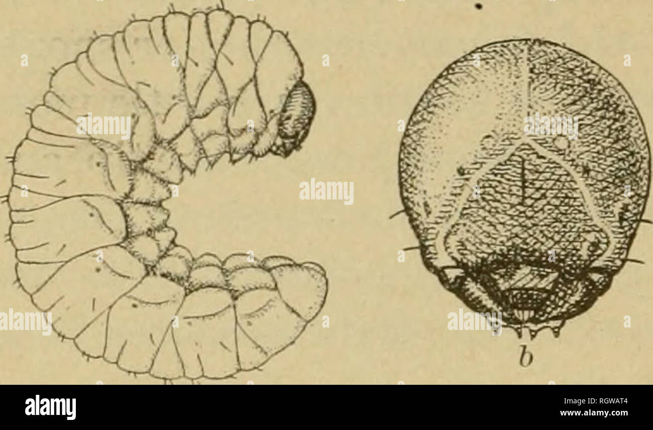 . Bulletin. Insects; Insect pests; Entomology; Insects; Insect pests ...