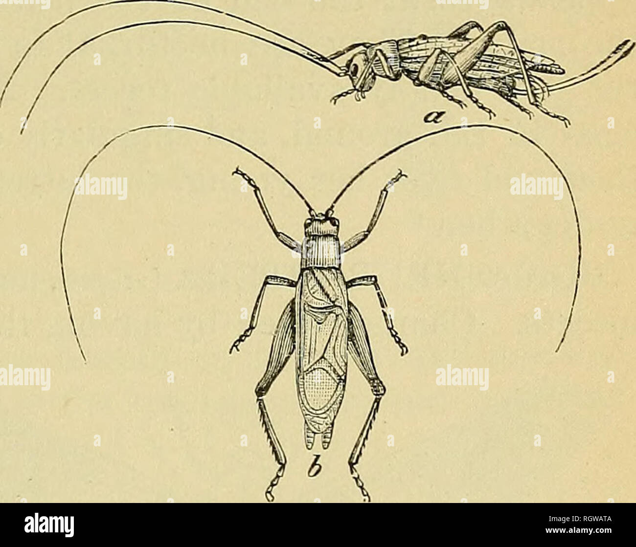 Overlapping jaws hi-res stock photography and images - Alamy