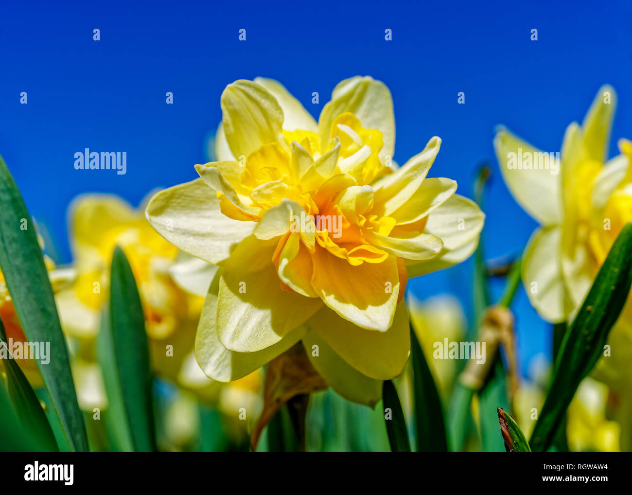 Double flowering hi-res stock photography and images - Alamy