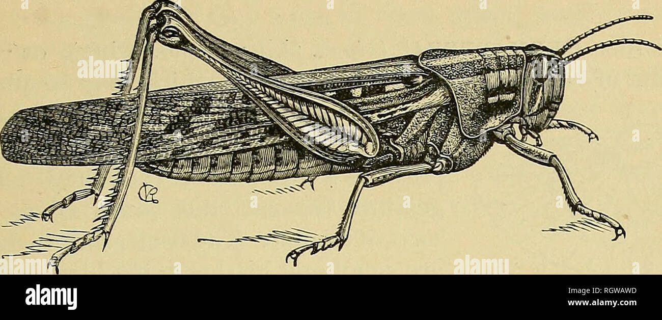 Overlapping jaws hi-res stock photography and images - Alamy