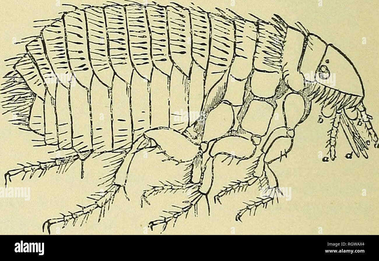 . Bulletin - United States National Museum. Science. Fig.26.âThe Sheep ...