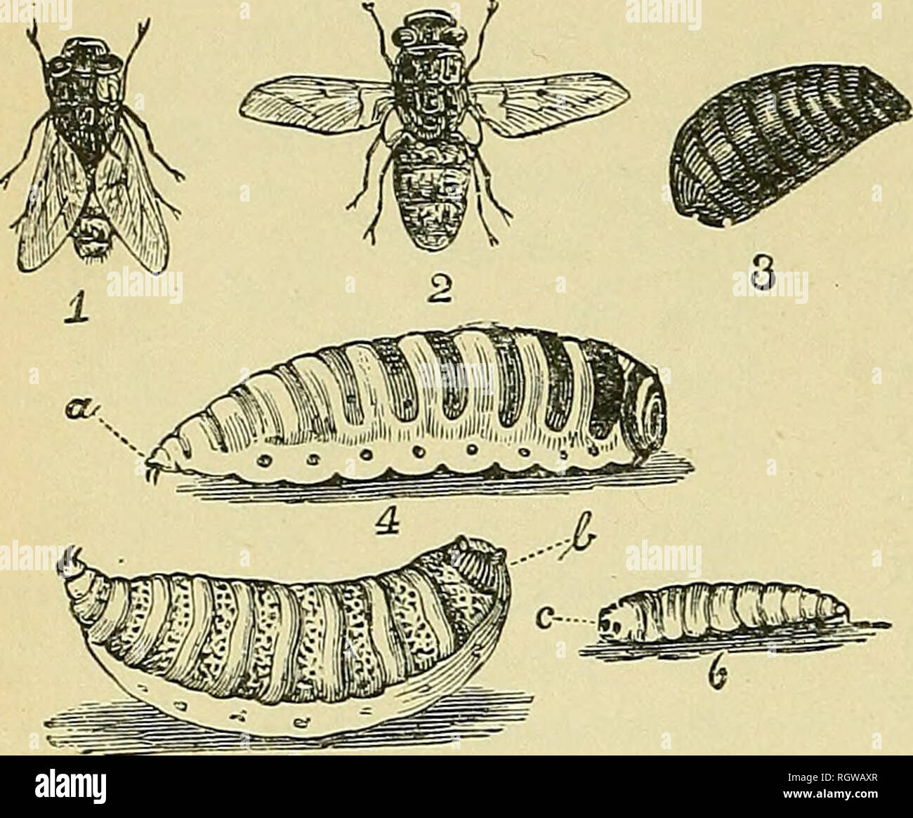 . Bulletin - United States National Museum. Science. BULLETIN 39 ...