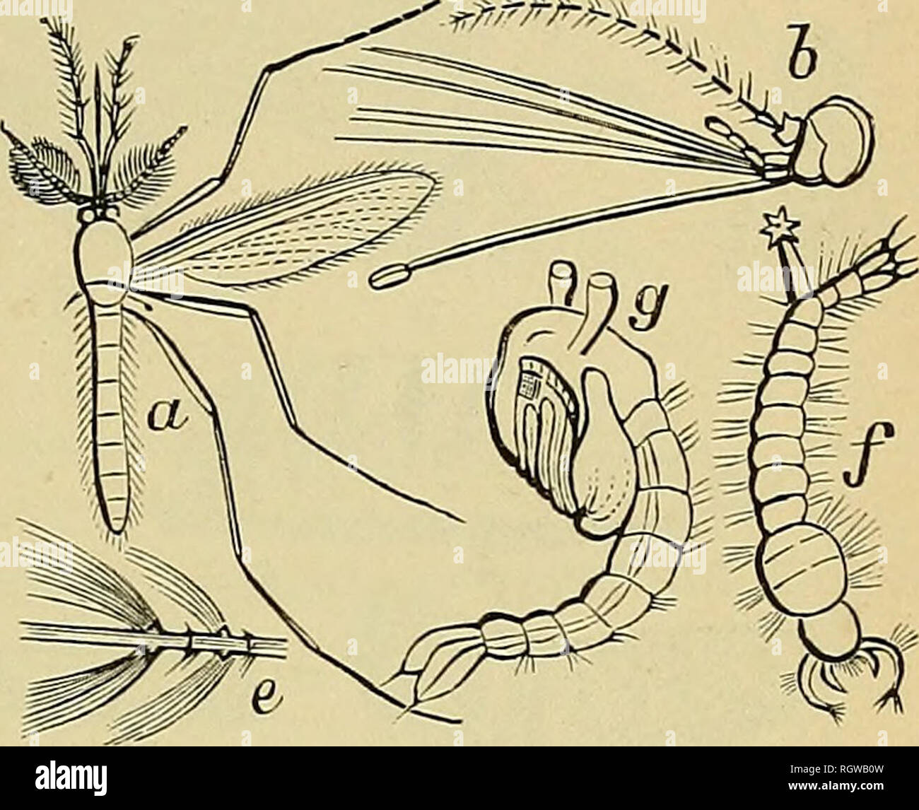 Membrane winged insects hi-res stock photography and images - Alamy