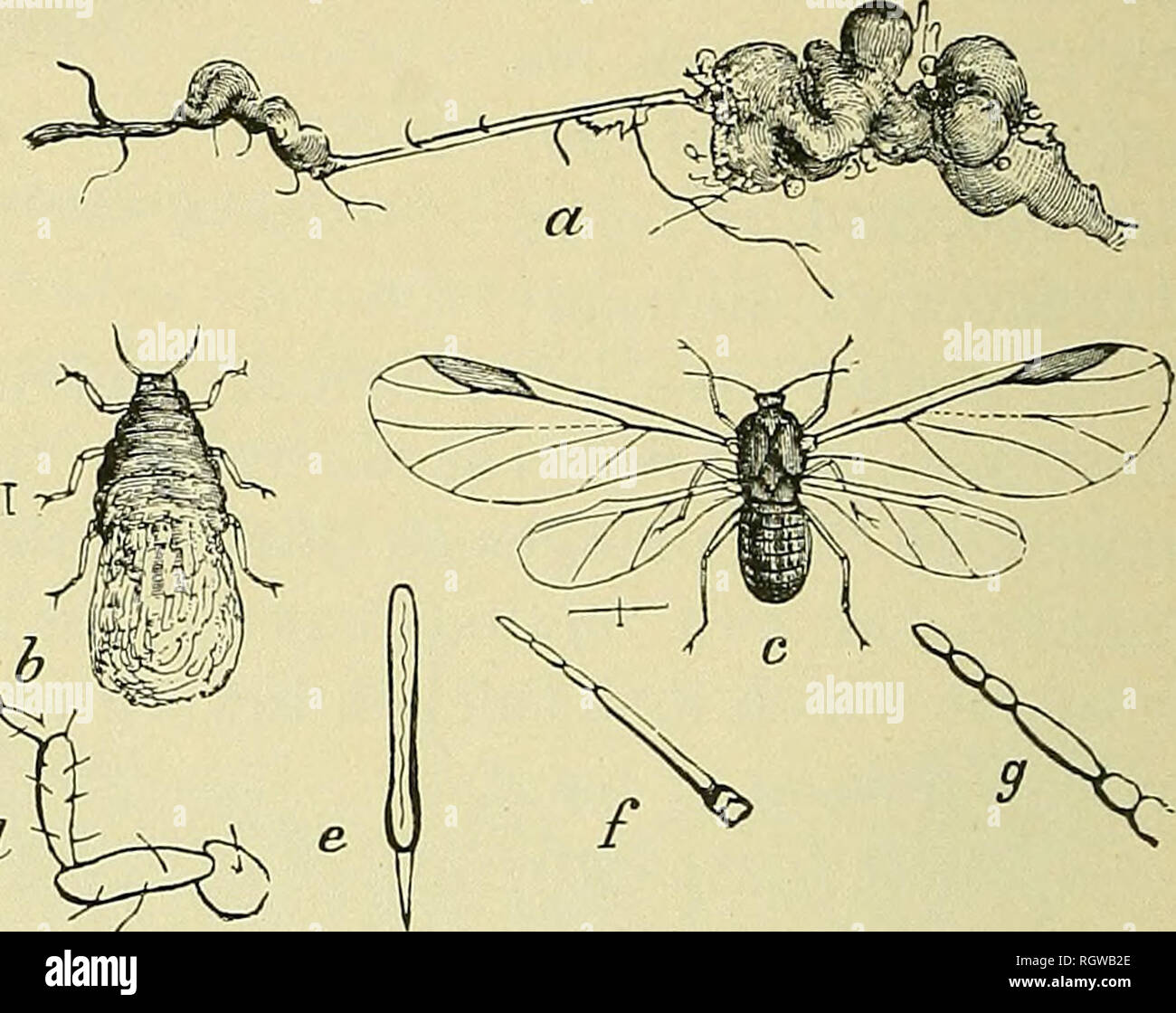 Bed bug habits hi-res stock photography and images - Alamy