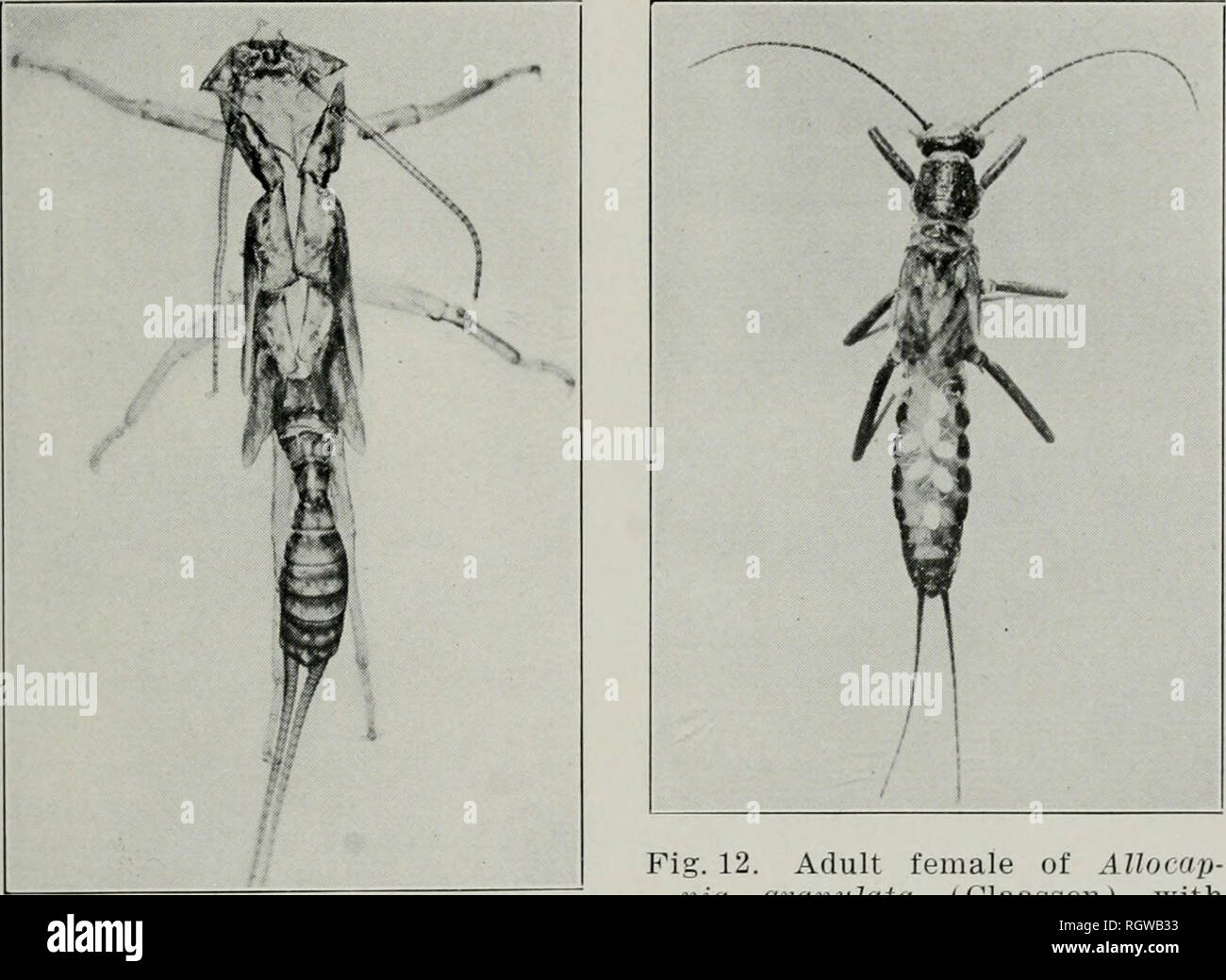 Stonefly nymphs hi-res stock photography and images - Alamy