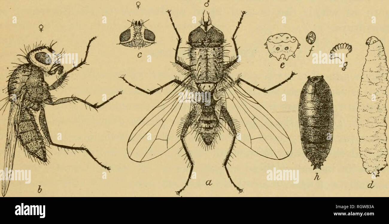 . Bulletin. Insects; Insect pests; Entomology; Insects; Insect pests ...
