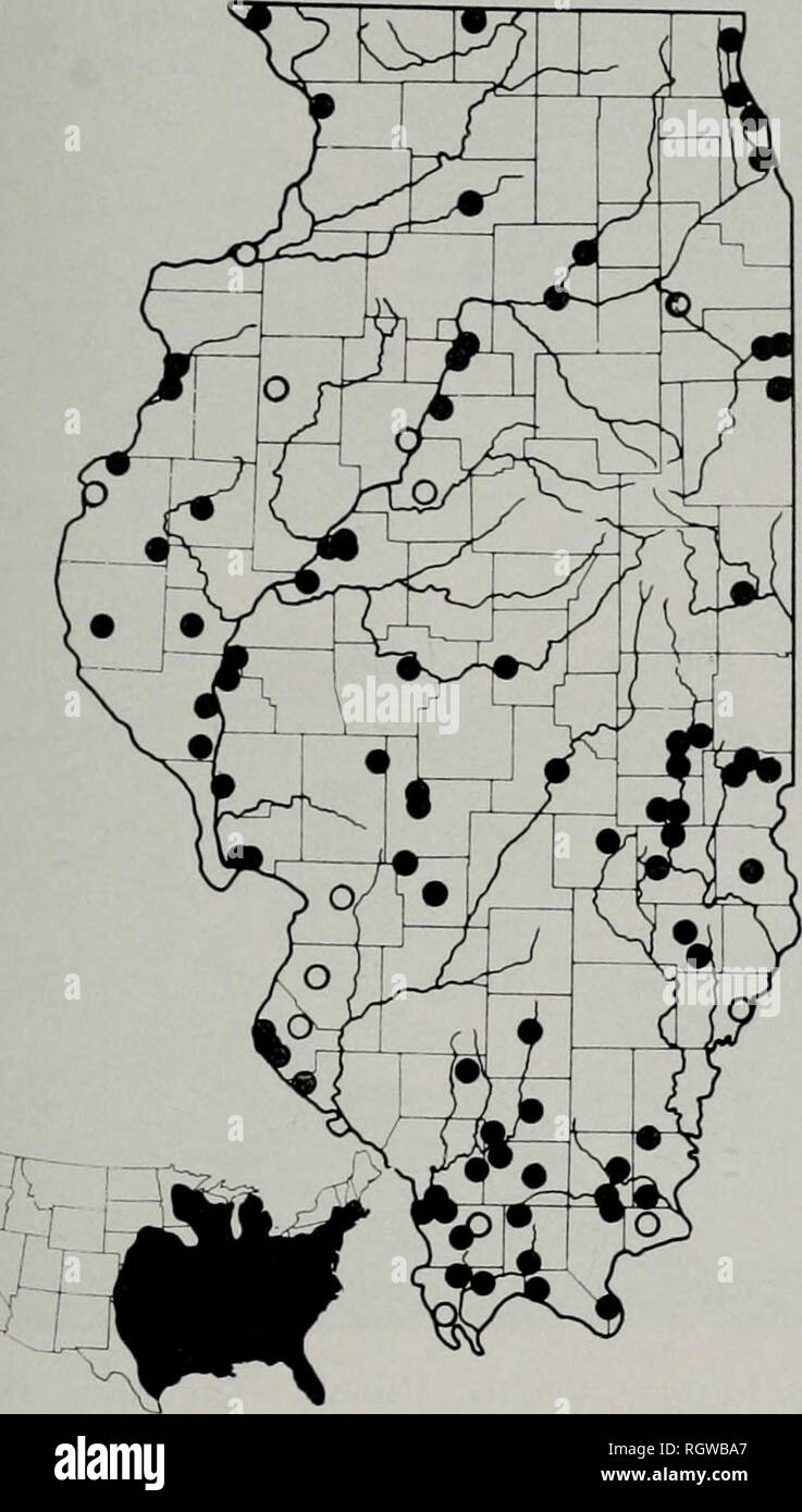 Hog nose snake hi-res stock photography and images - Alamy