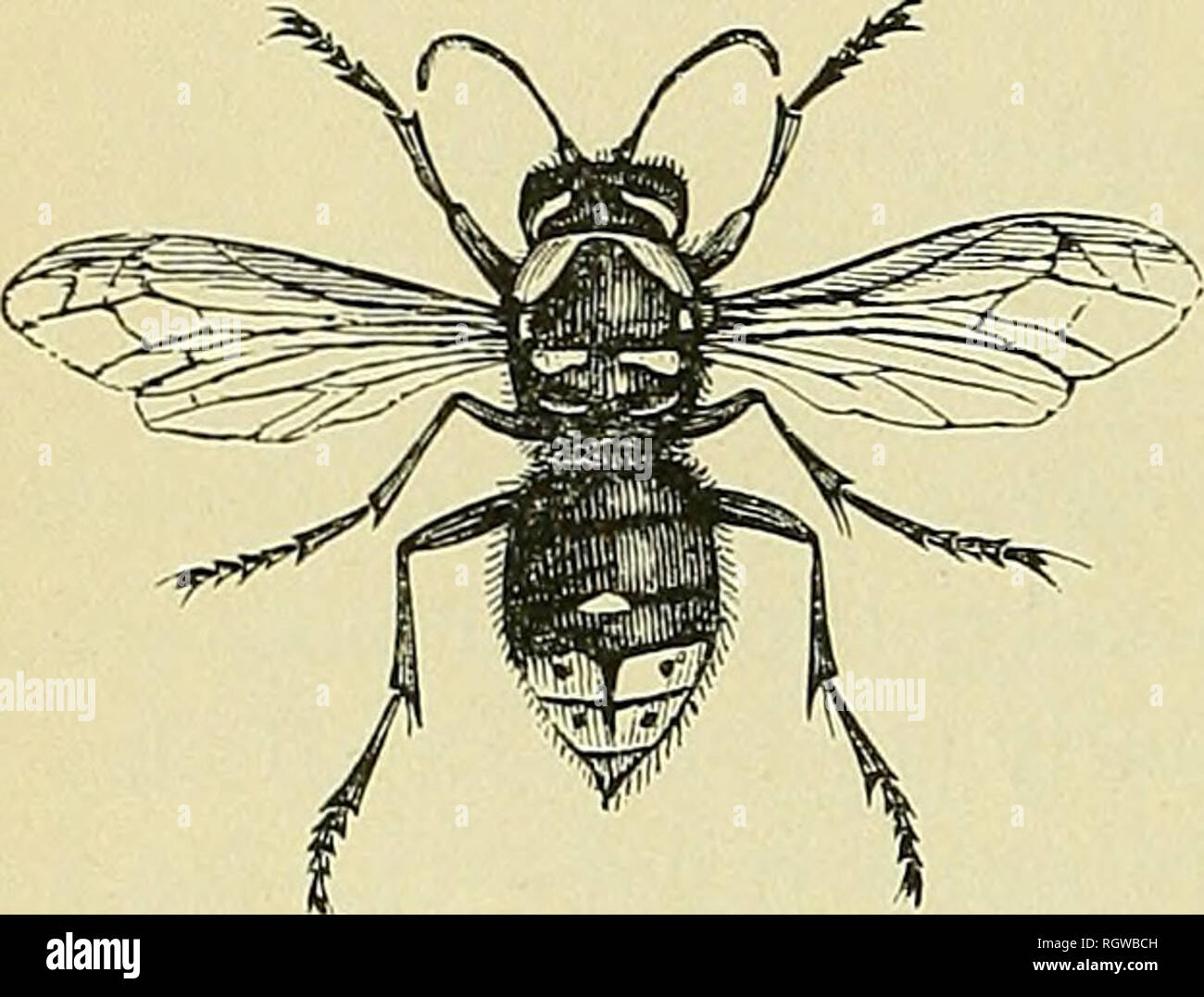 Membrane winged insects hi-res stock photography and images - Alamy