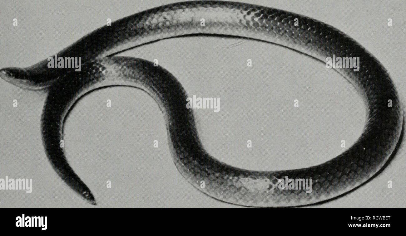 Eastern worm snake hi-res stock photography and images - Alamy