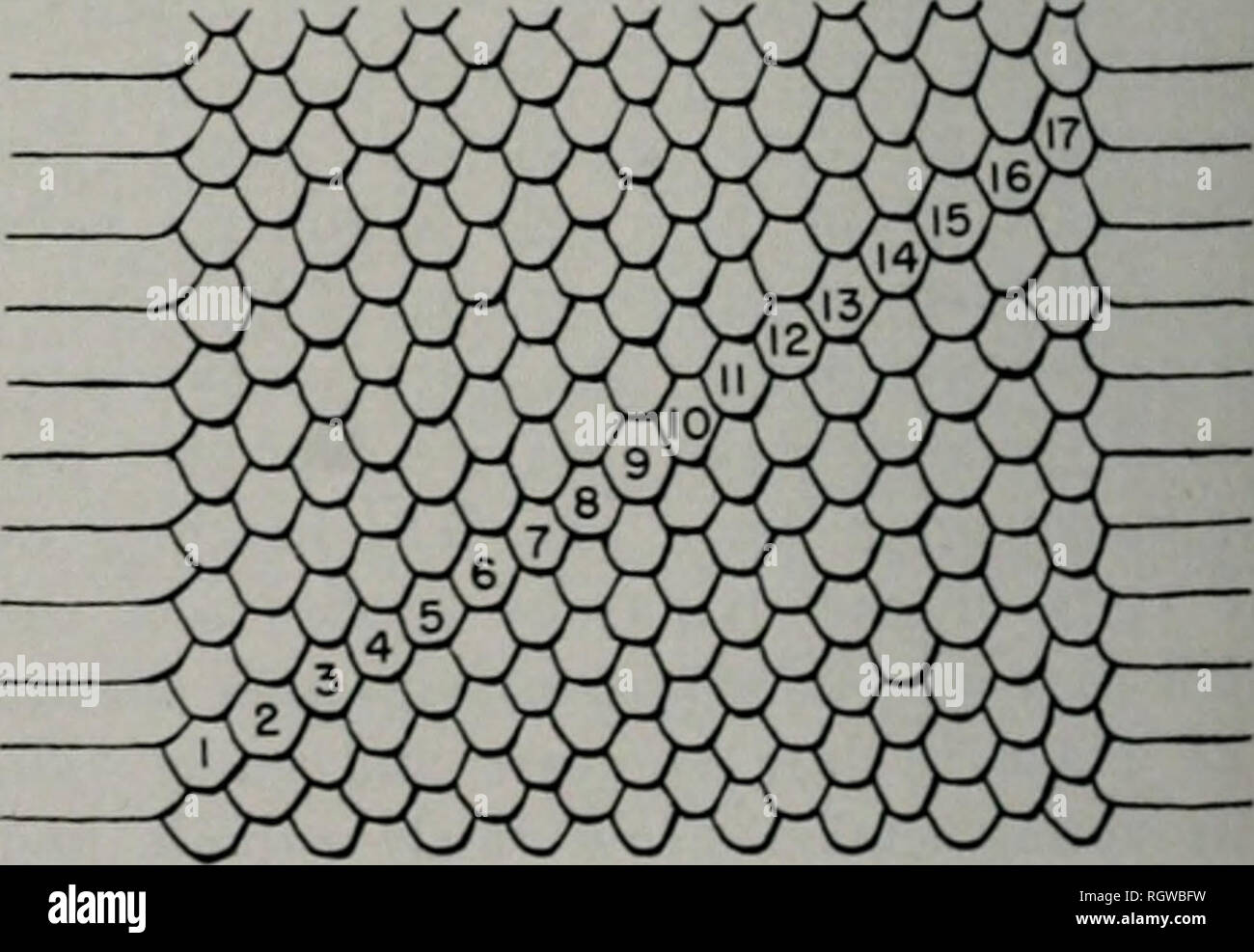 . Bulletin. Natural history; Natural history. NOSTRIL INFRALABIAL ...