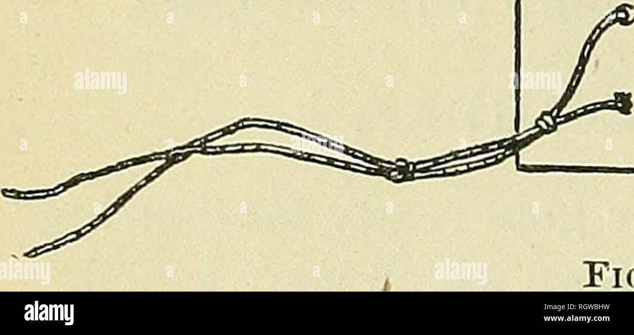 Natural string for snakes hi-res stock photography and images - Alamy