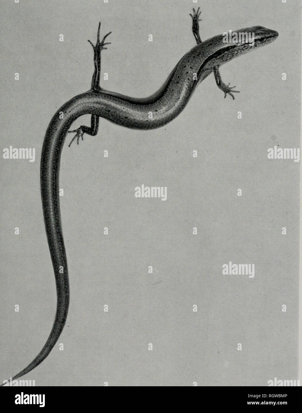 . Bulletin. Natural history; Natural history. November, 1961 Smith ...