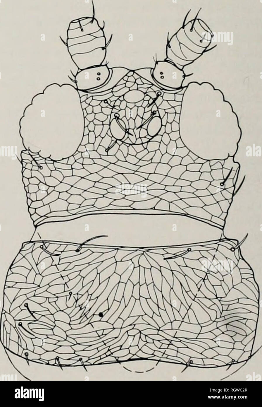 Slender segmented body hi-res stock photography and images - Alamy