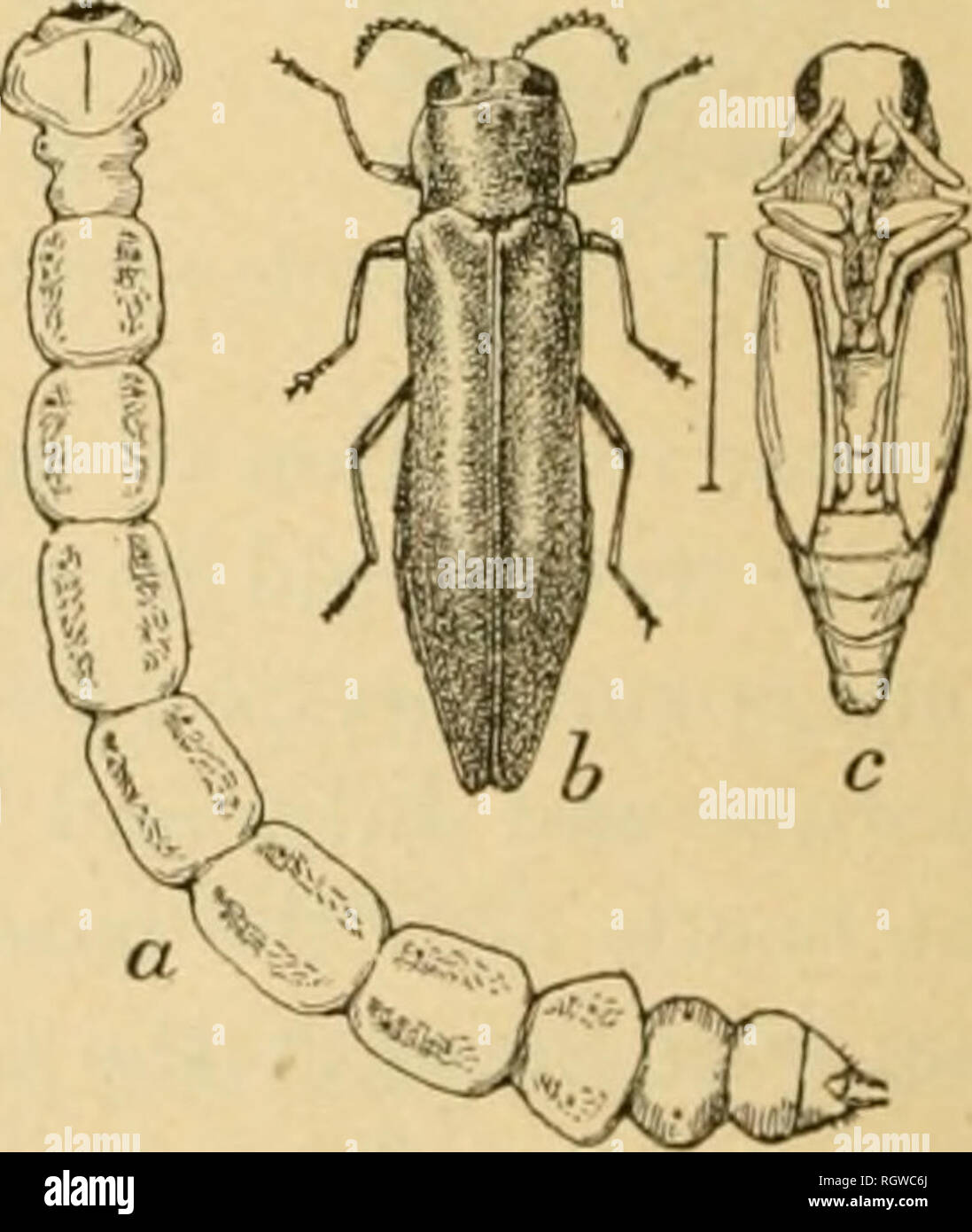 Round headed borer hi-res stock photography and images - Alamy