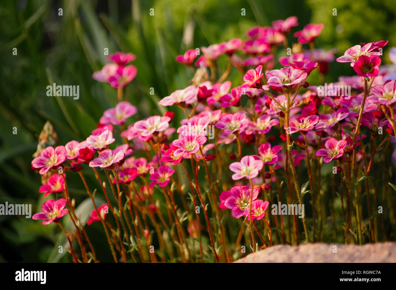 Pink spring flowers, background, texture. Pink Flowers. Background of ...