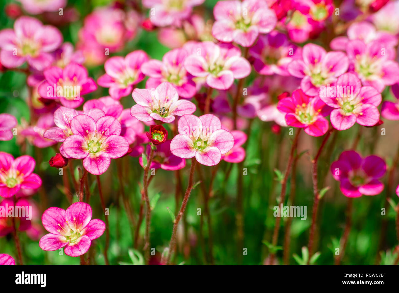 Pink spring flowers, background, texture. Pink Flowers. Background of ...