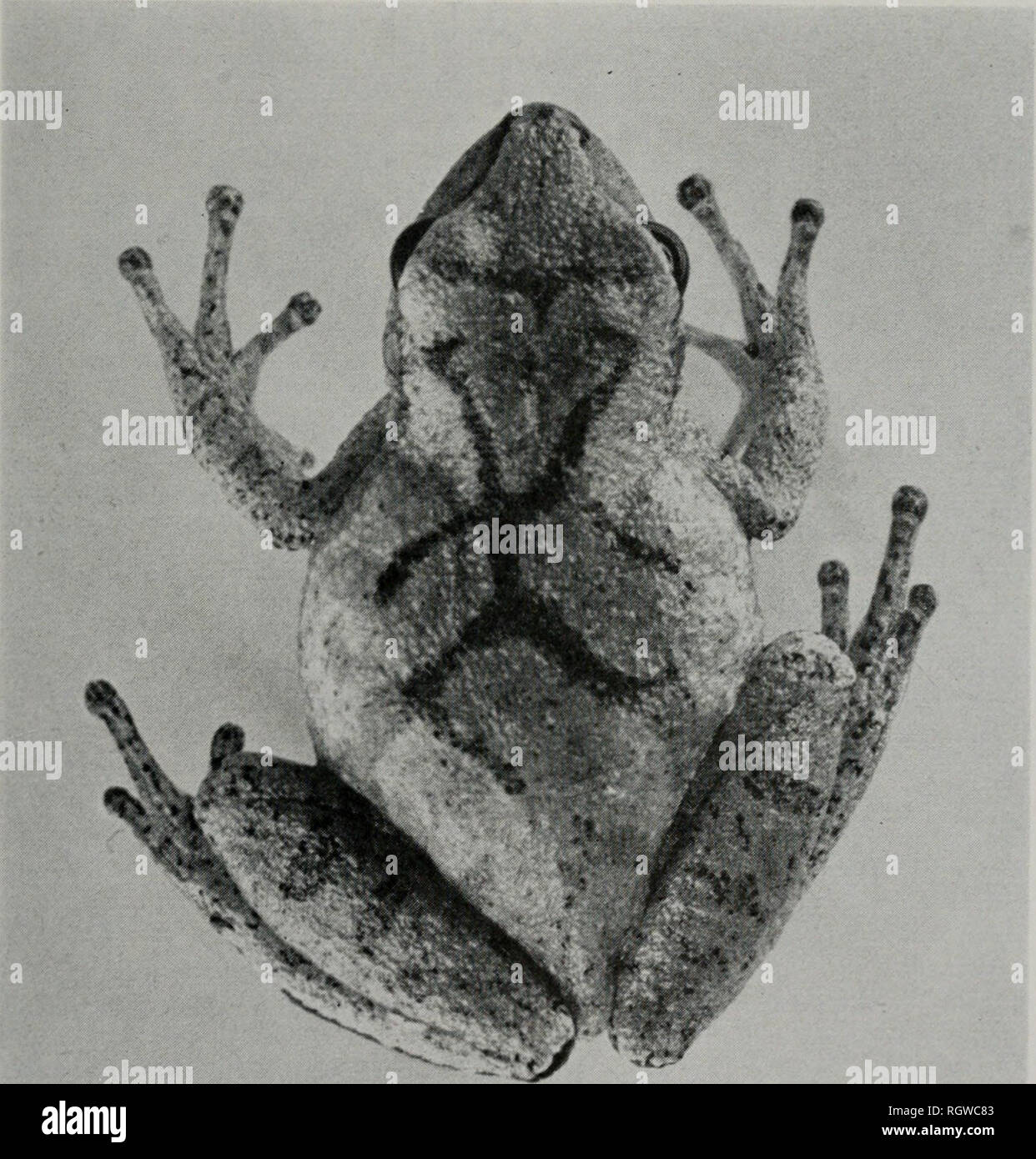 Spring peeper hyla crucifer hi-res stock photography and images - Alamy