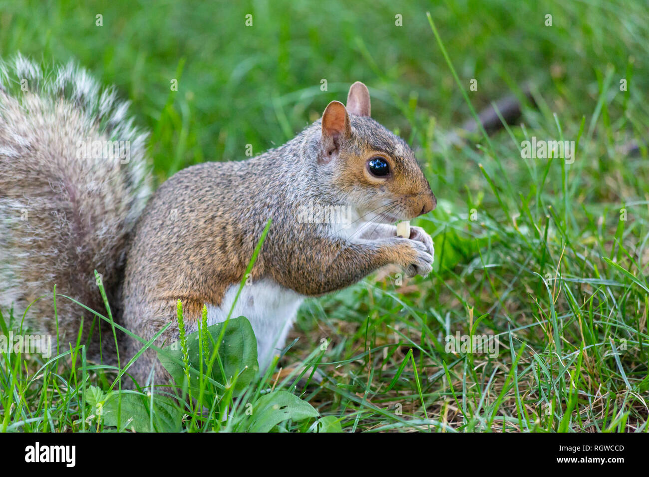 A little and cute squirrel Stock Photo - Alamy