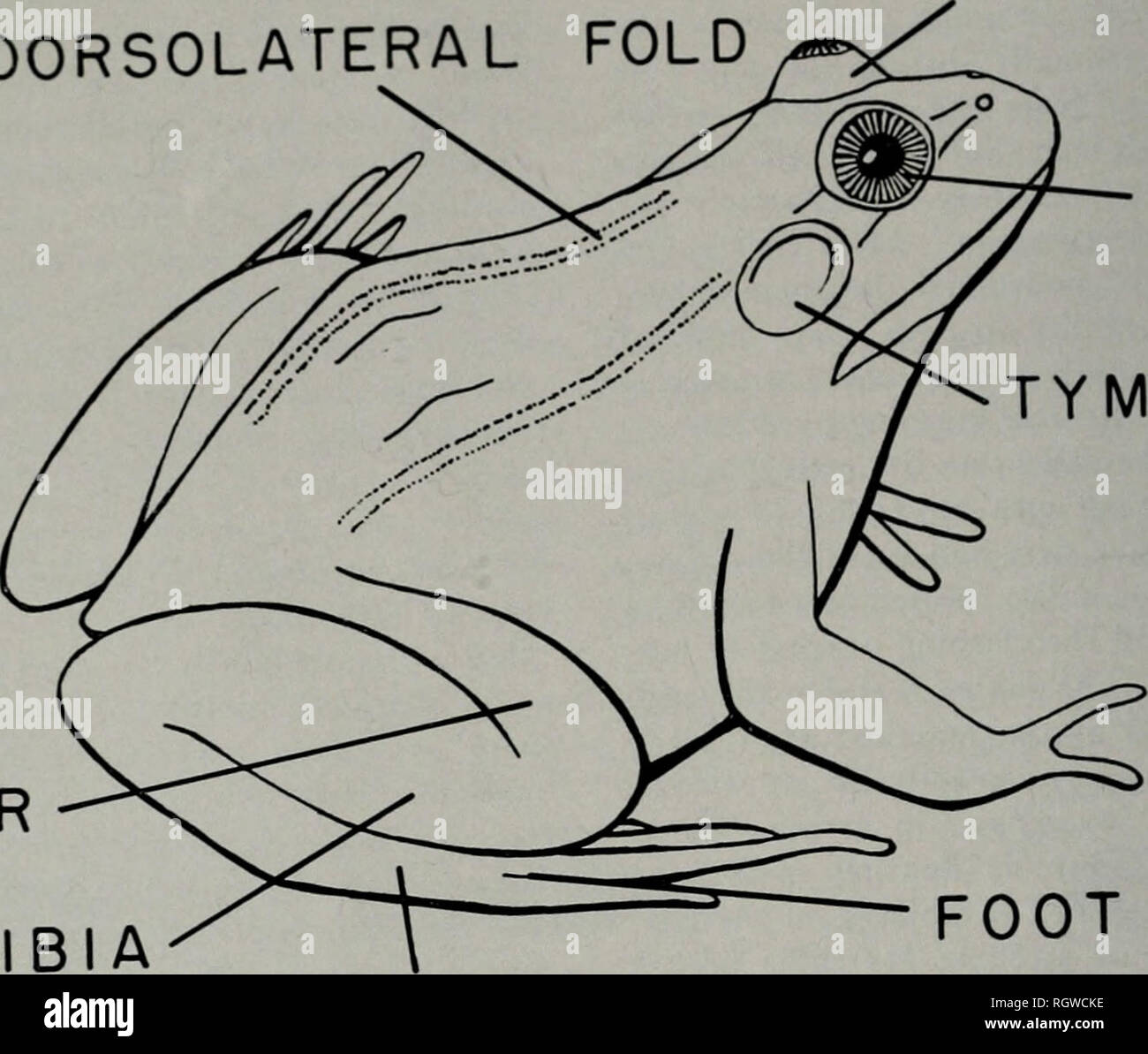 Third eyelid frog hi-res stock photography and images - Alamy