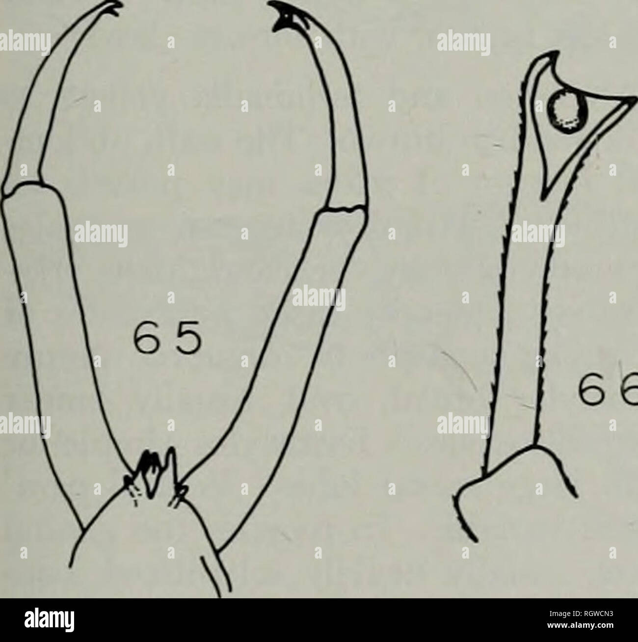 Pale pterostigma hi-res stock photography and images - Alamy