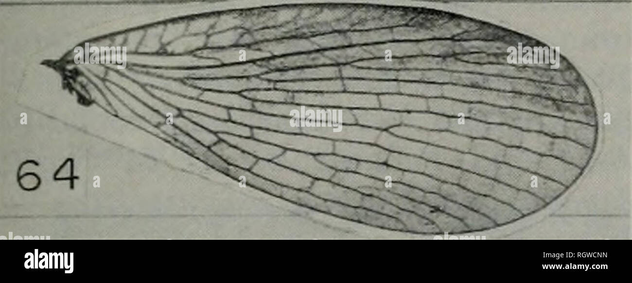 . Bulletin. Natural history; Natural history. Aug., 1975 Webb Et Al ...