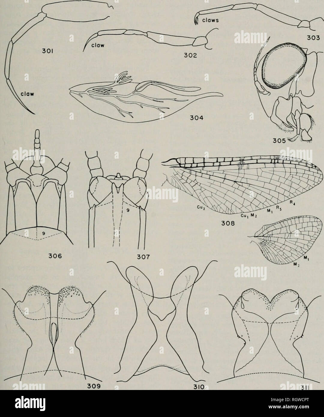 Dorsoventrally flattened body hi-res stock photography and images - Alamy