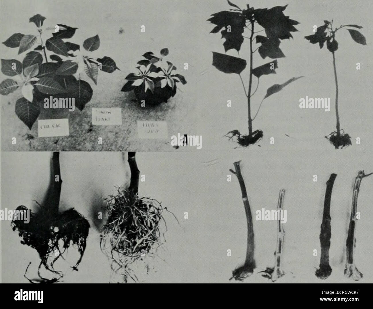 . Bulletin. Natural history; Natural history. Aug., 1971 Perry: Two ...