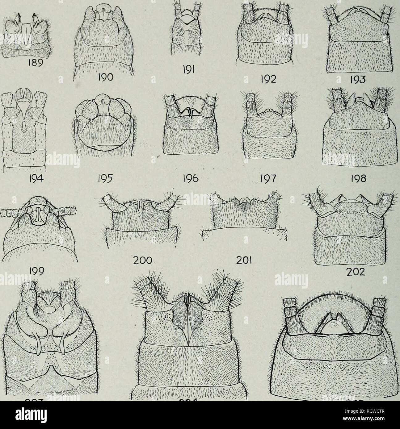 Terminal abdominal segments hi-res stock photography and images - Alamy