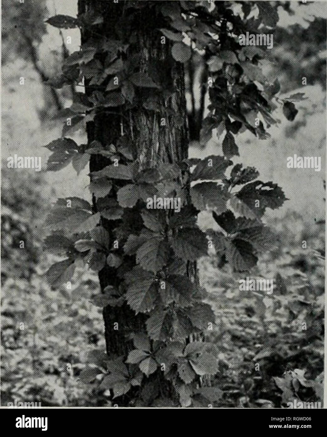 . Bulletin. Natural history; Natural history. 238 Illinois Nati'Ral ...