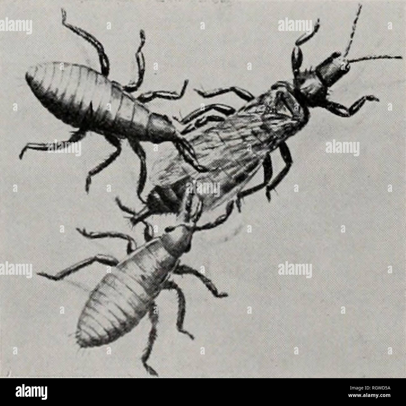 . Bulletin. Natural history; Natural history. 232 Illinois Nathrai ...