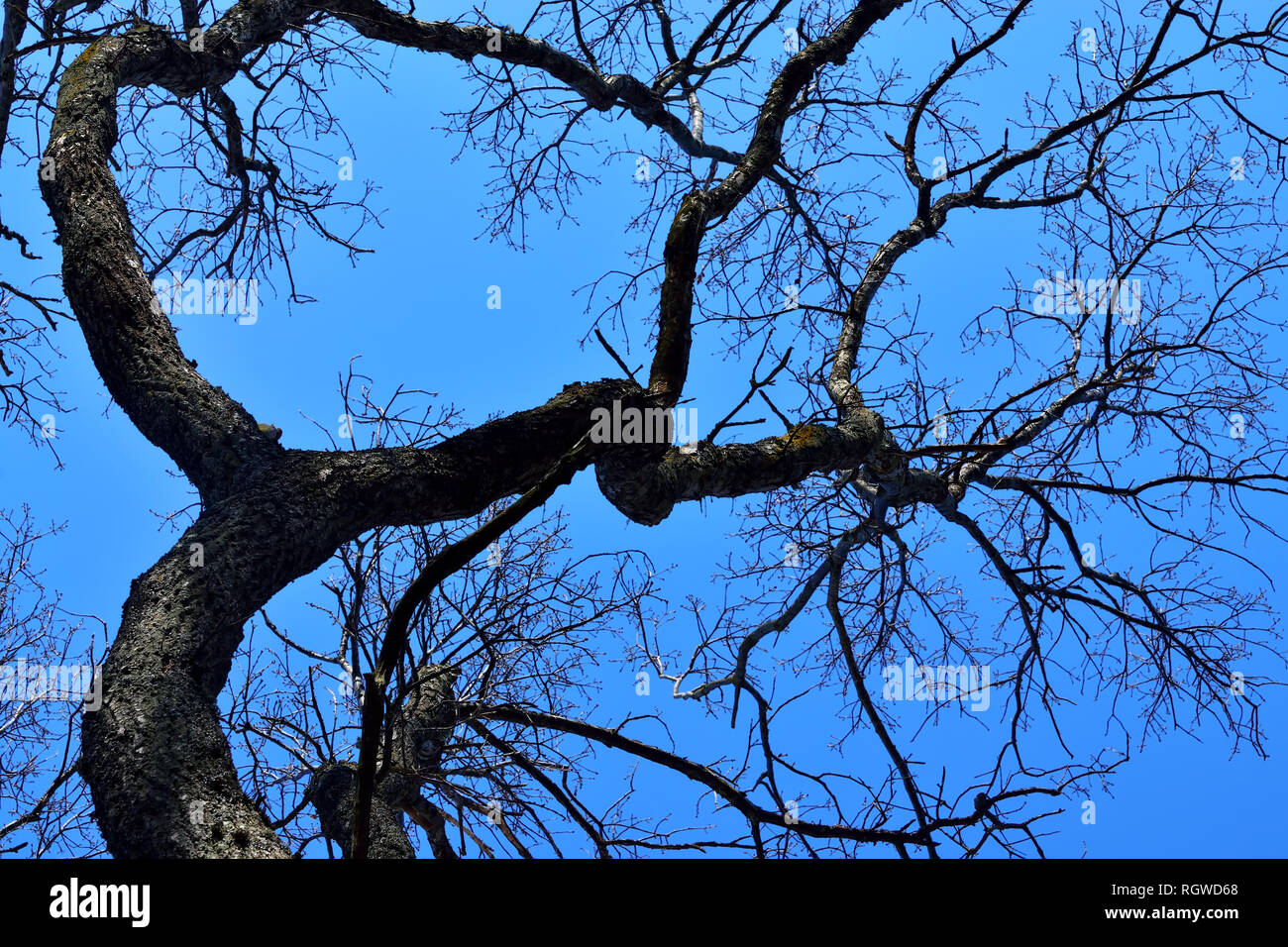 Old dry tree on blue sky background close up. Natural background Stock ...
