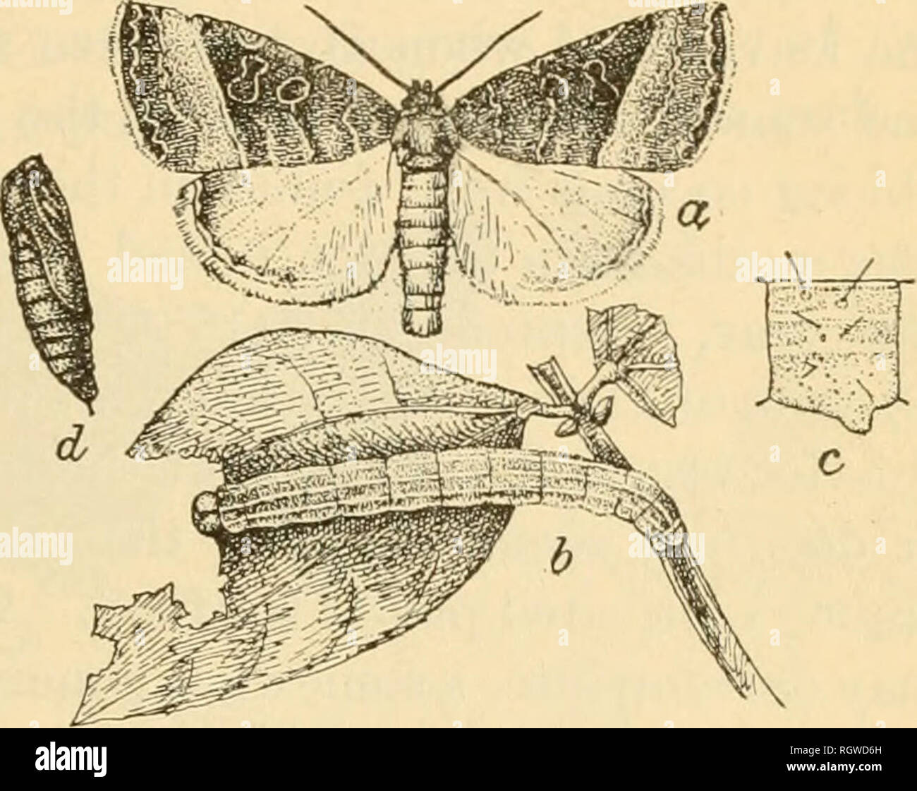 . Bulletin. Insects; Insect pests; Entomology; Insects; Insect pests ...