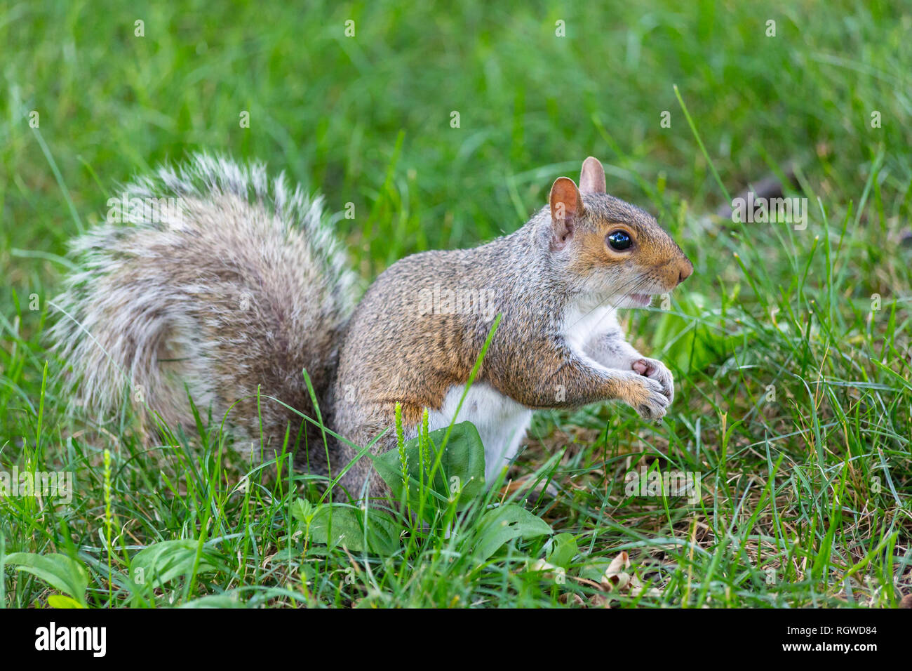 A little and cute squirrel Stock Photo - Alamy