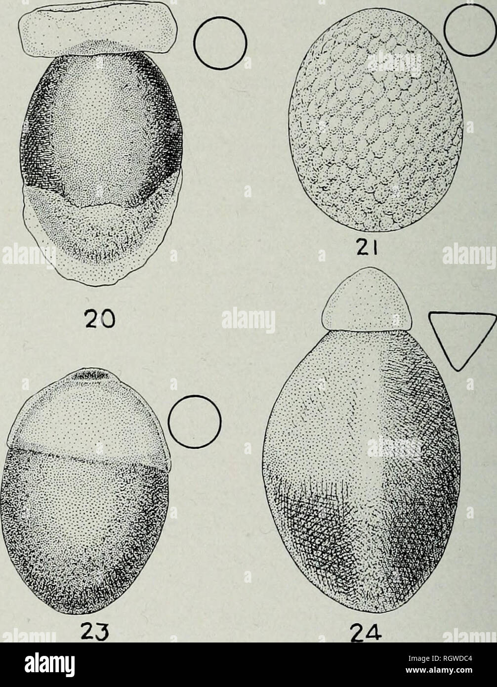 . Bulletin. Natural history; Natural history. Figs. 19-24.—Eggs of ...