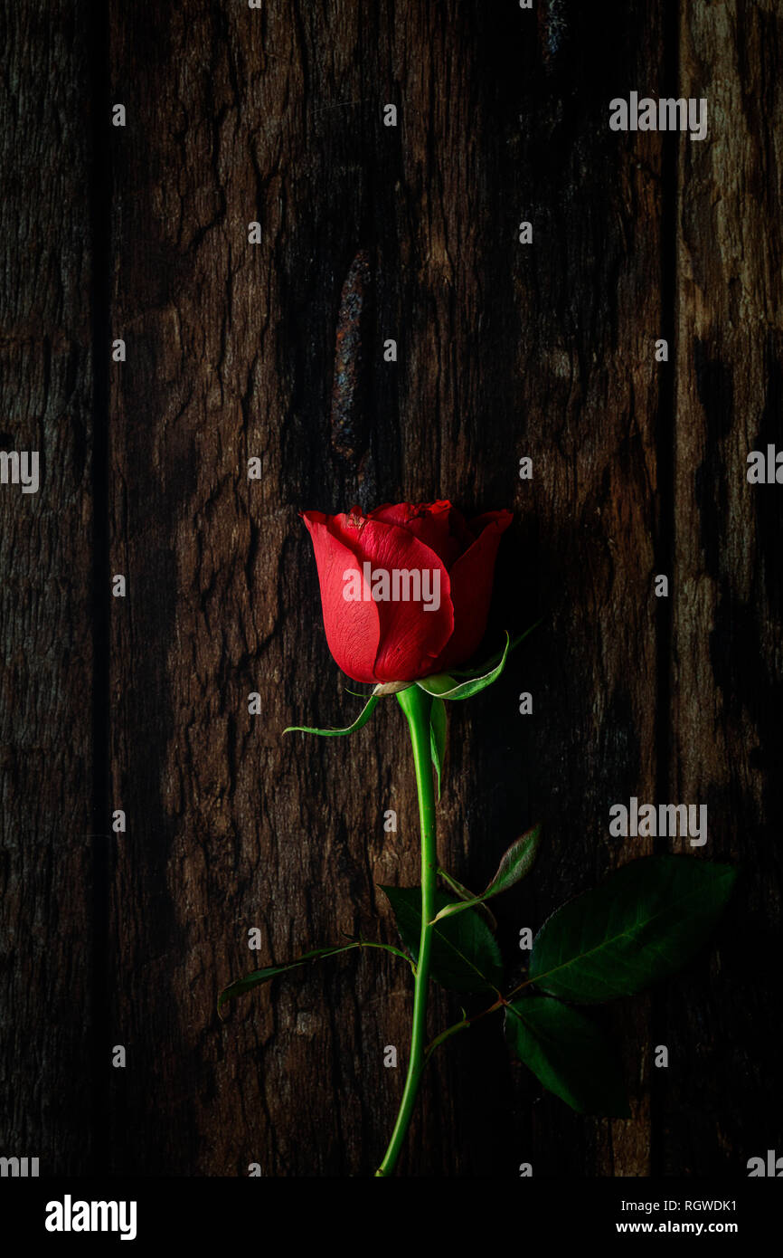 red roses with dark background. Valentine's Day. Love Stock Photo - Alamy