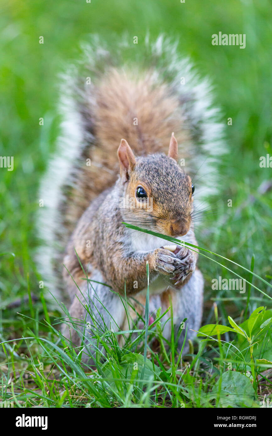 Lovely little squirrel hi-res stock photography and images - Alamy