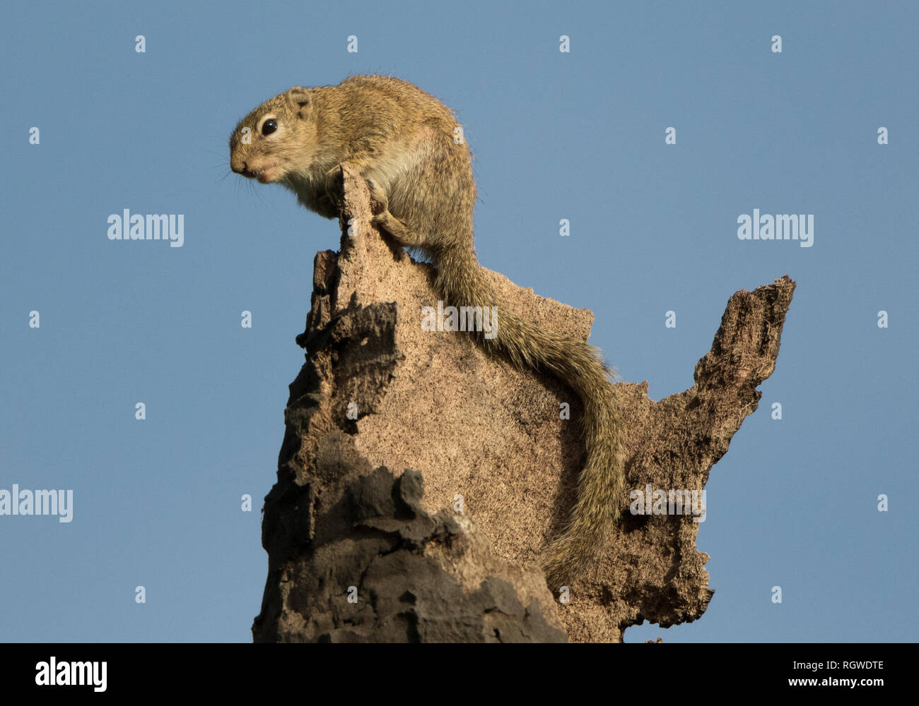 Sun Squirrel (Heliosciurus gambianus Stock Photo - Alamy