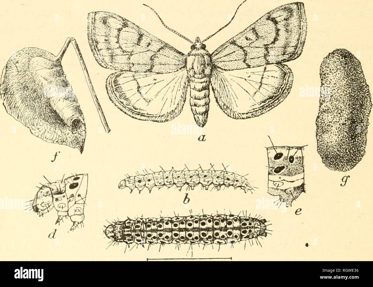 Piliferous hi-res stock photography and images - Alamy