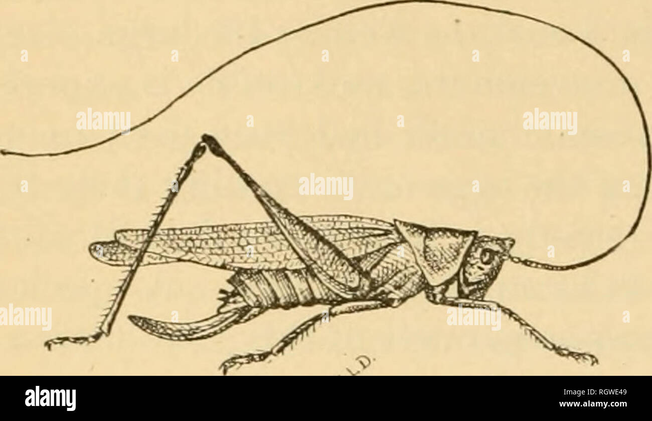 . Bulletin. Insects; Insect pests; Entomology; Insects; Insect pests ...