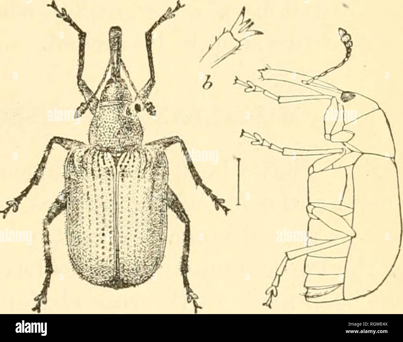 Five insects rose hi-res stock photography and images - Alamy