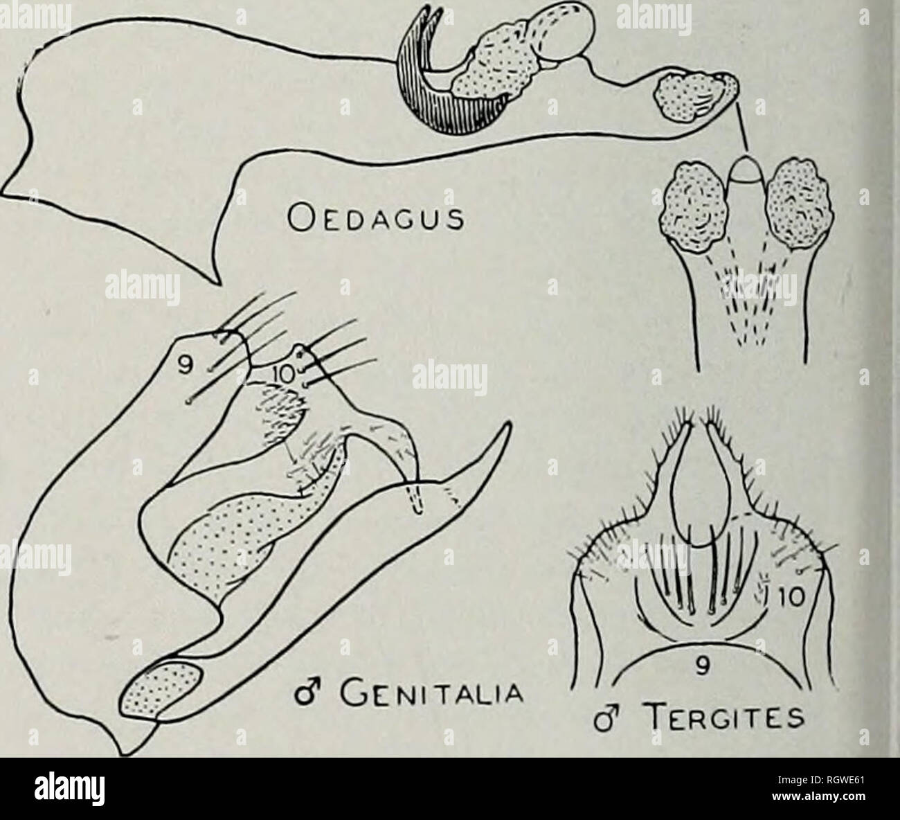 . Bulletin. Natural history; Natural history. Fig. 81.—Hydropsyche ...
